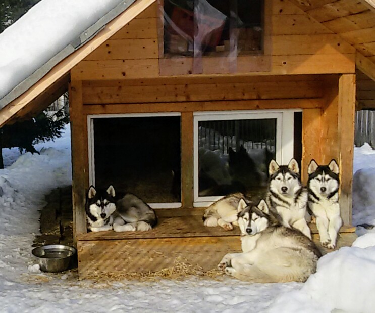 Huskytraum Ranch - huskytraum