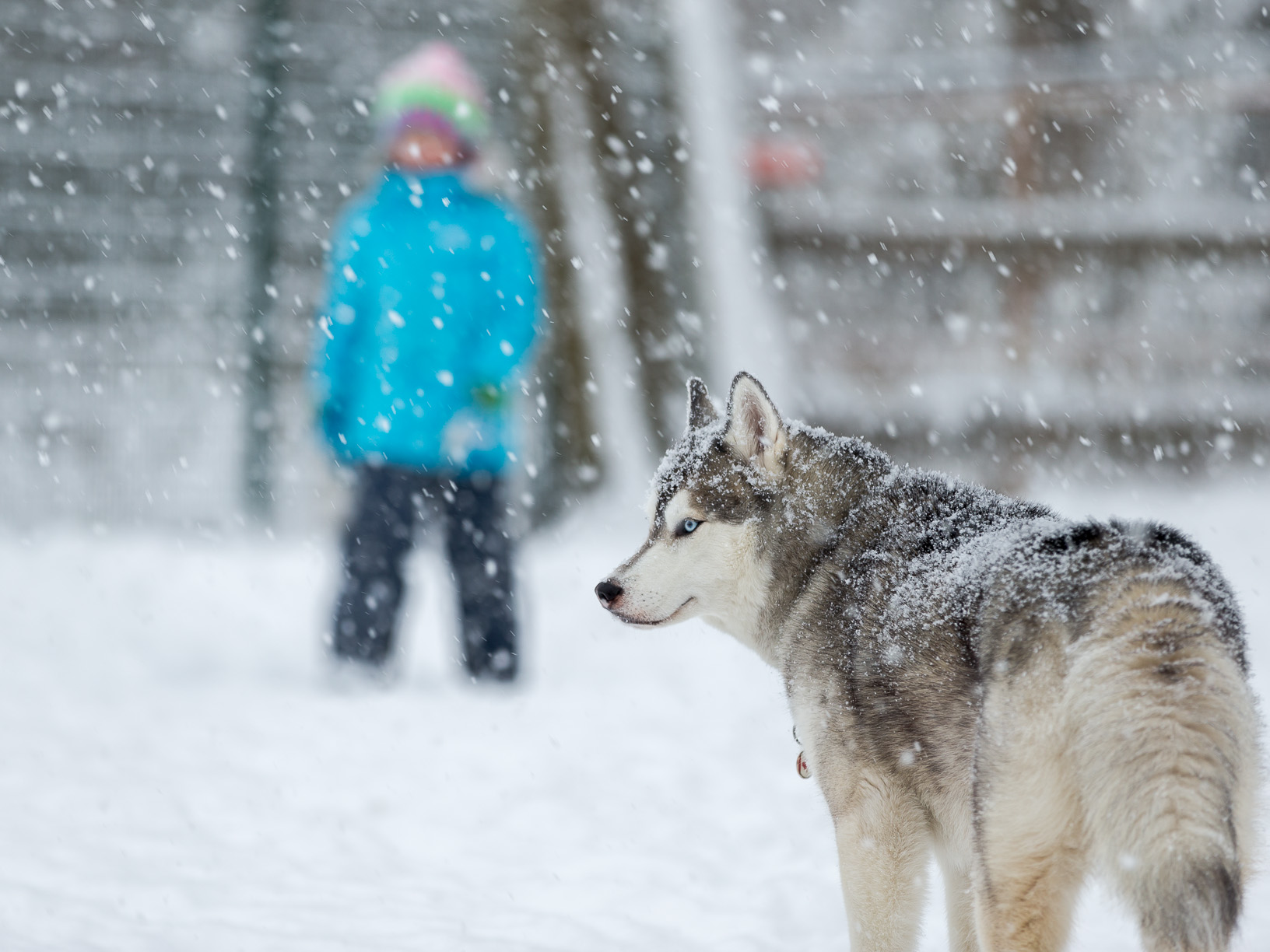 Huskytraum Ranch - huskytraum